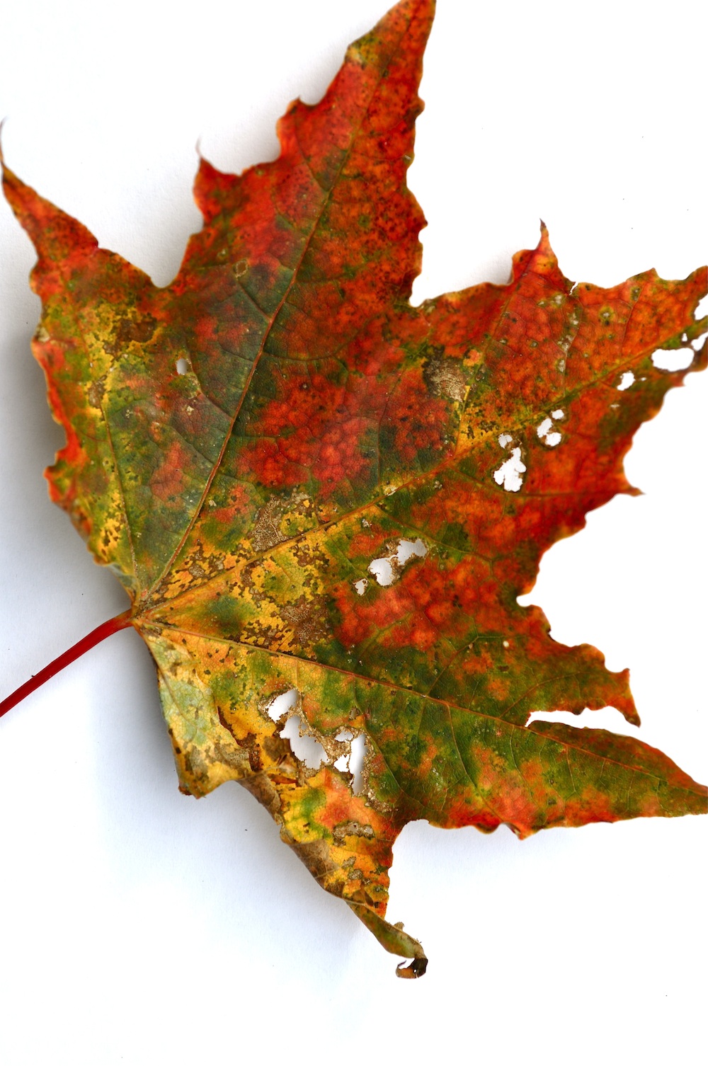 The Falling Leaves Project